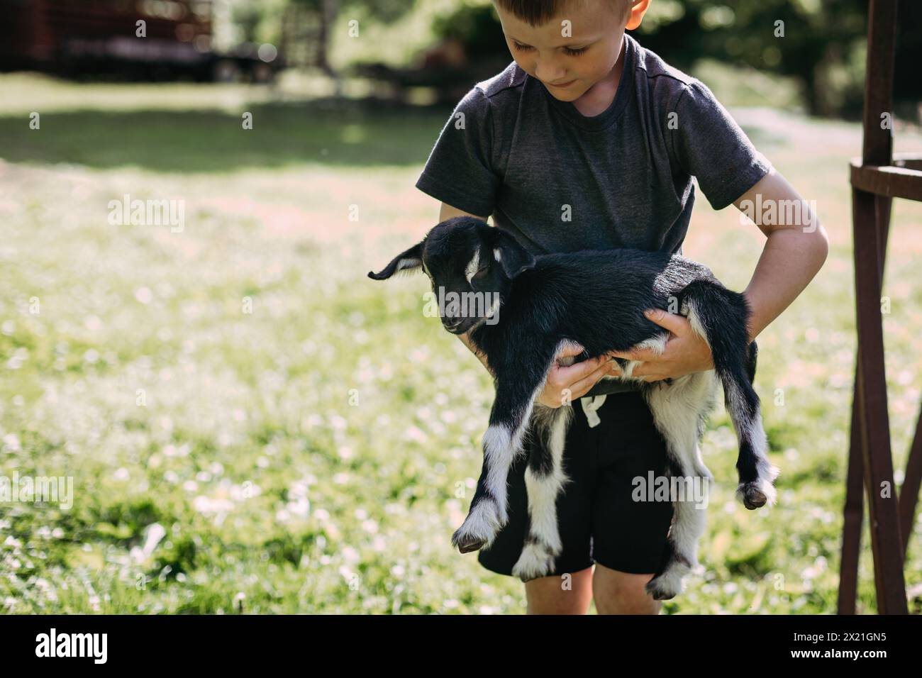 Child tenderly holding baby goat during spring day Stock Photo - Alamy