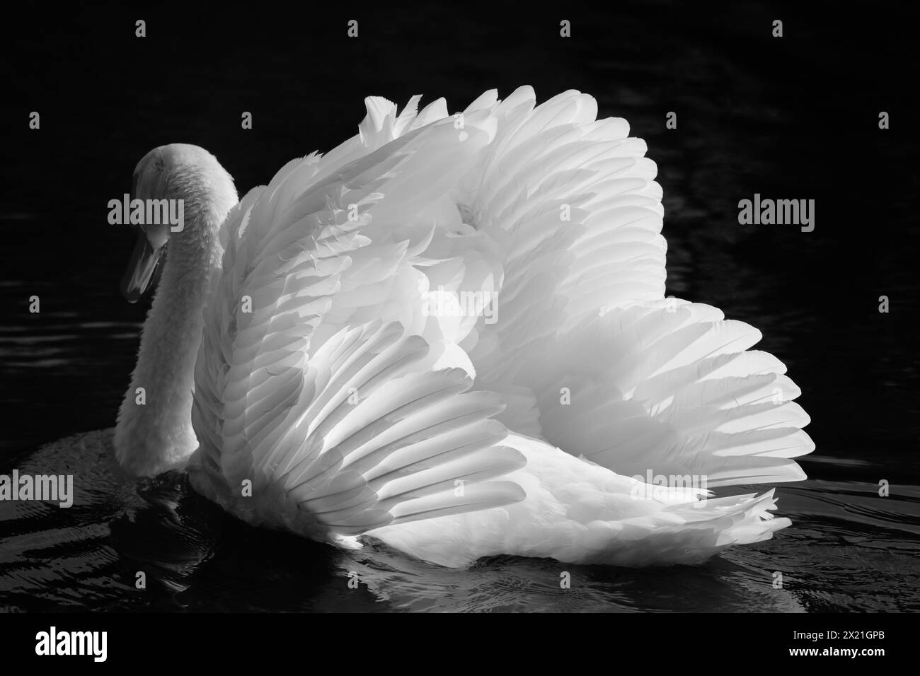 Waterfowl observation Black and White Stock Photos & Images - Alamy