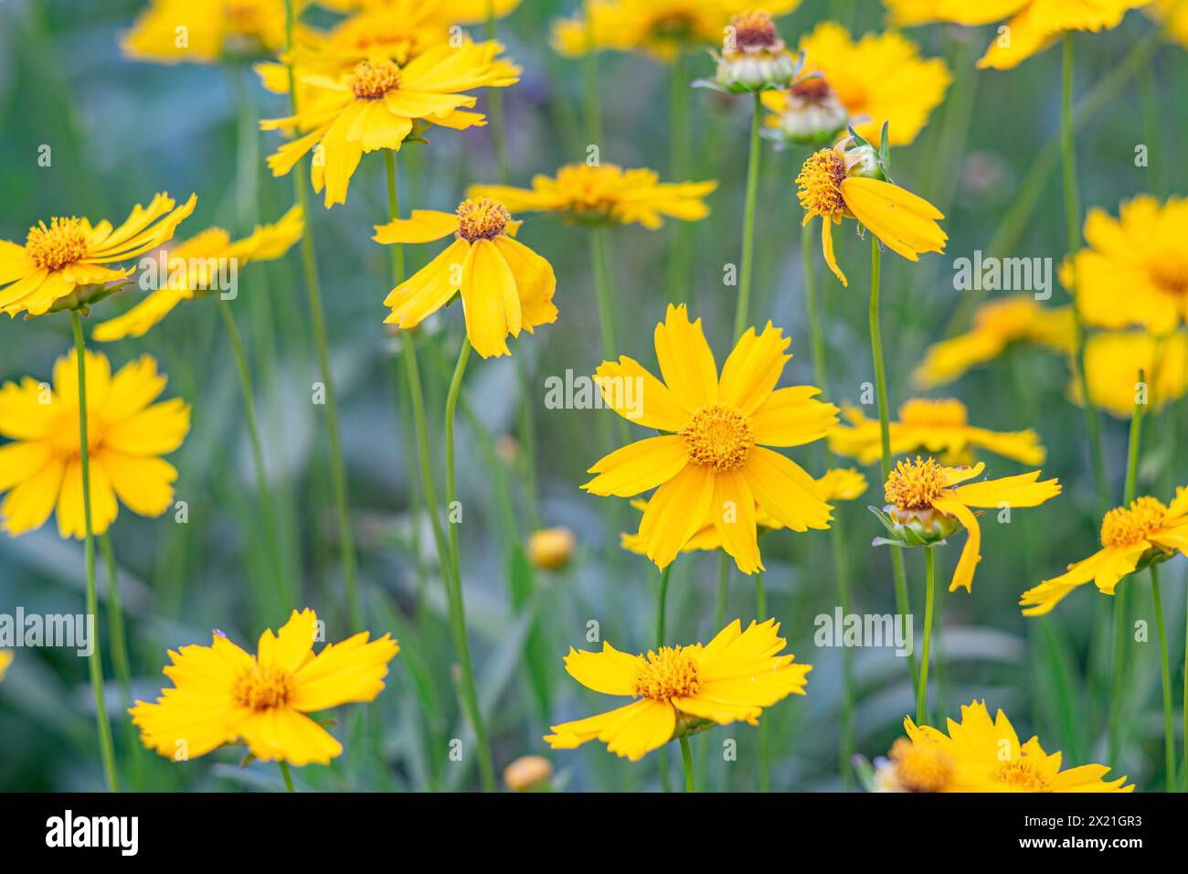 Field of yellow flower Coreopsis lanceolata, Lanceleaf Tickseed or ...