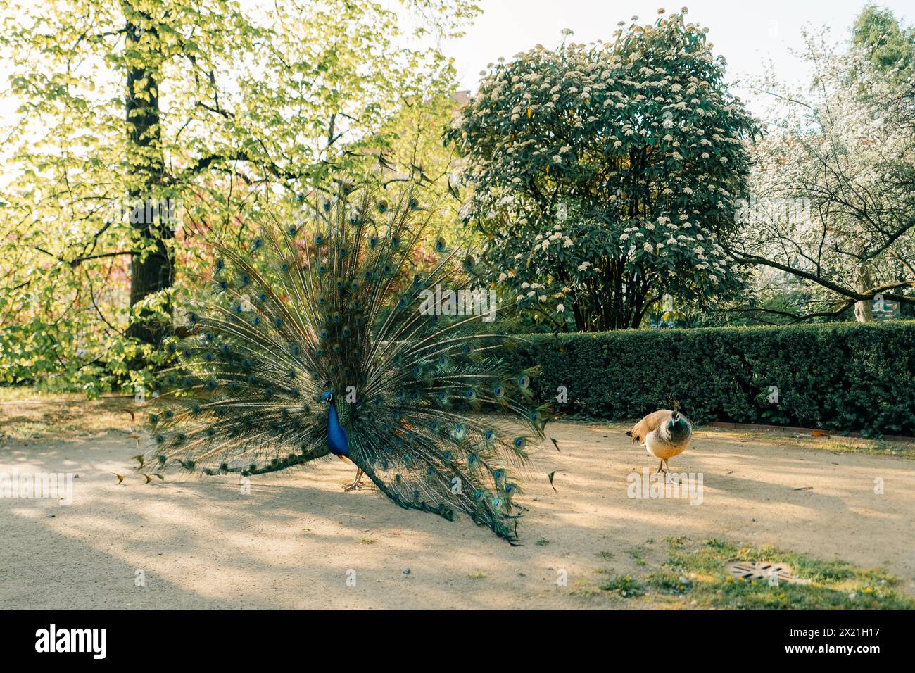 Open peacock people hi-res stock photography and images - Alamy
