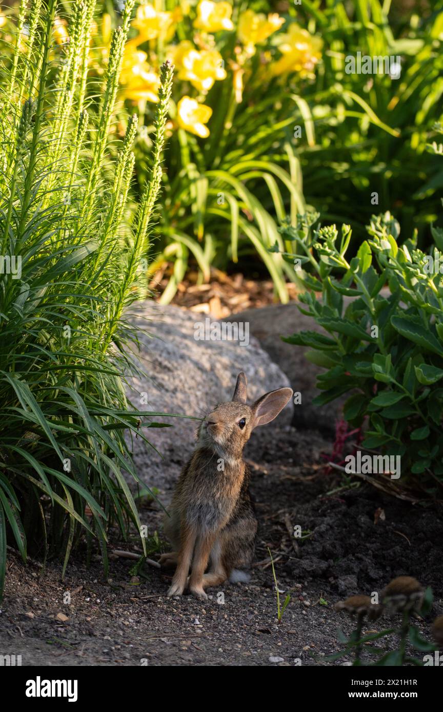 Wildlife curiosity garden hi-res stock photography and images - Alamy