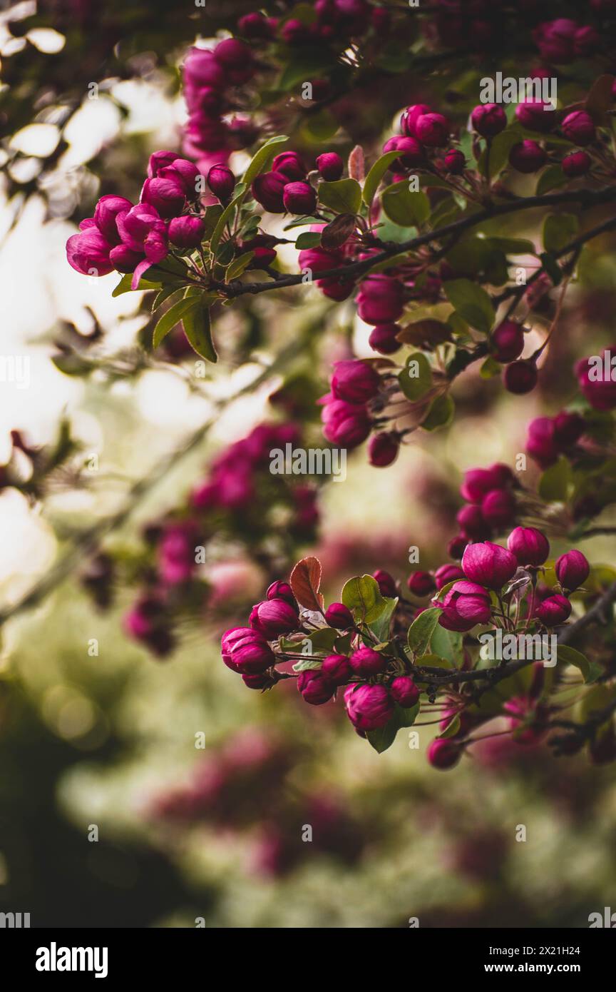 Pink Spring Blossoms About to Bloom Stock Photo - Alamy