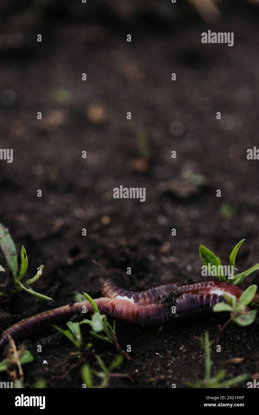 Close up shot of earthworms mating in damp soil after rain storm Stock ...