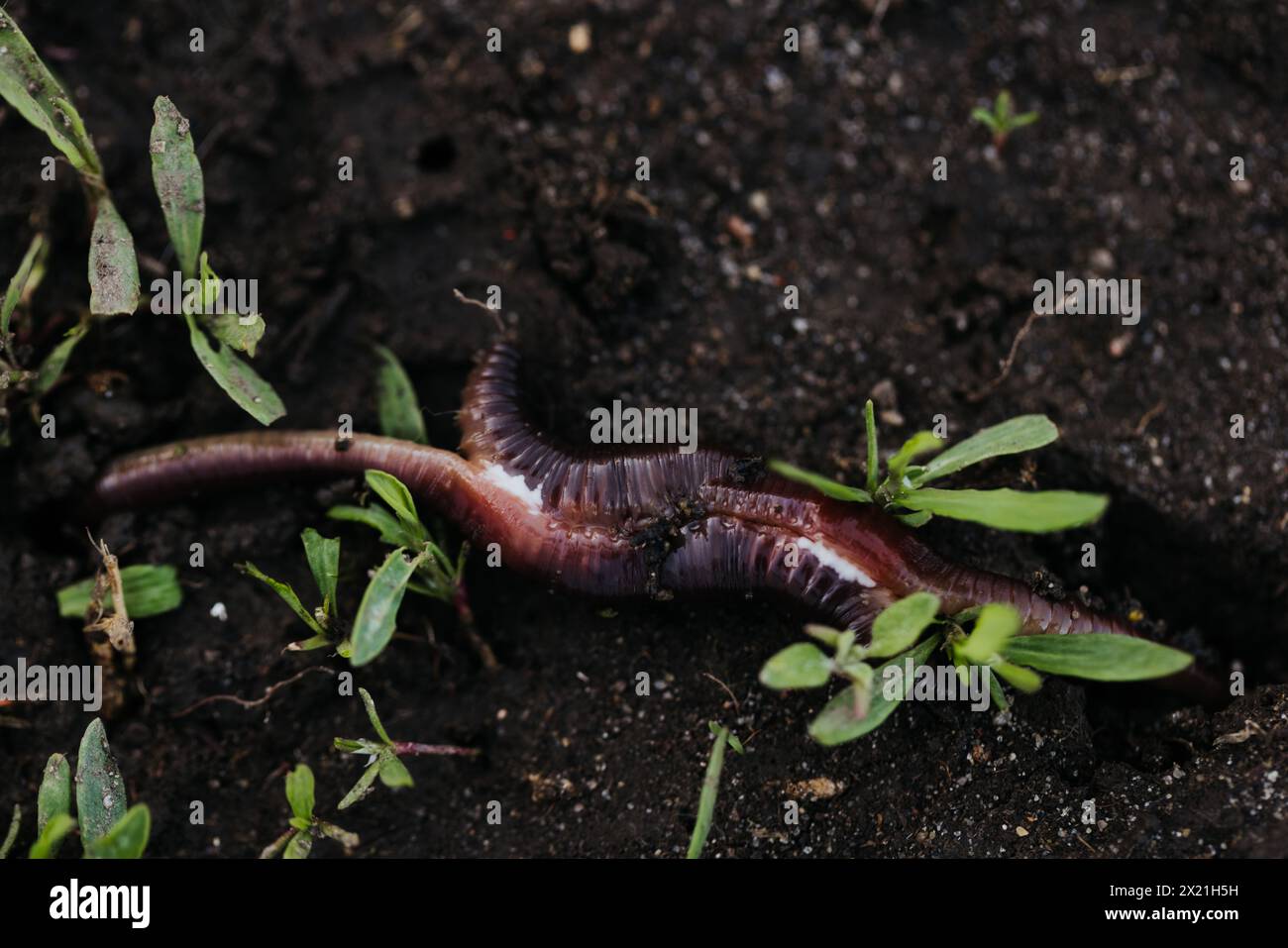 Close up shot of earthworms mating in damp soil after rain storm Stock ...
