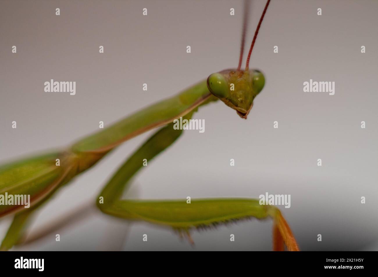 Close-up of a praying mantis in contemplation Stock Photo - Alamy