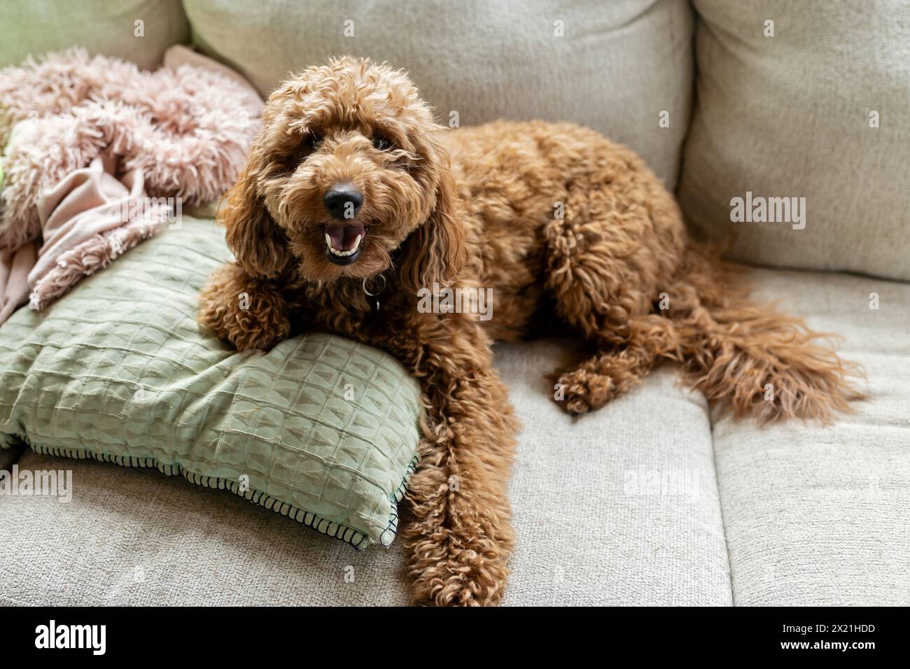 Adorable Golden Doodle laying on Family Couch Stock Photo - Alamy