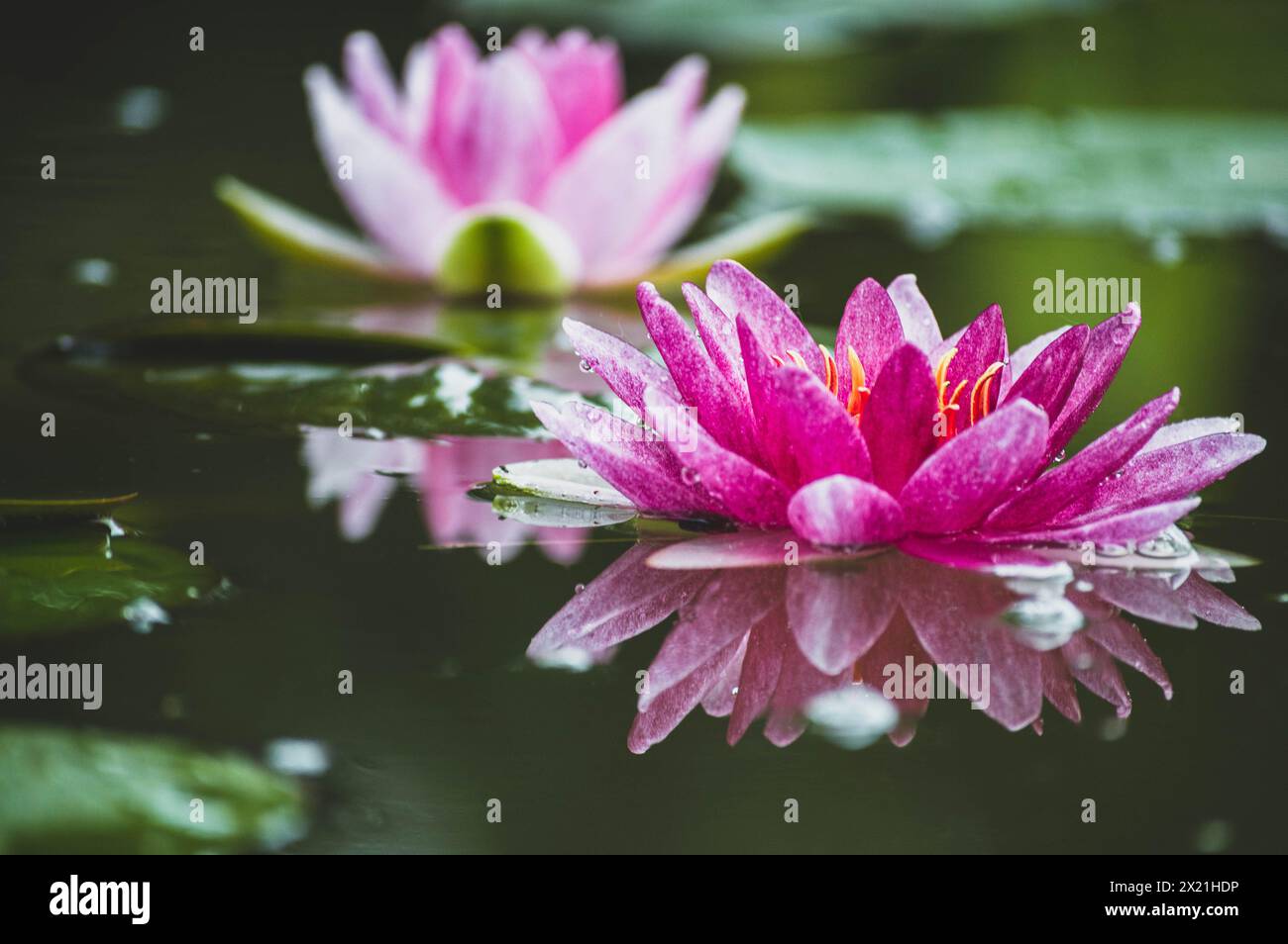 Pink Water Lilies Floating In The Water Stock Photo - Alamy