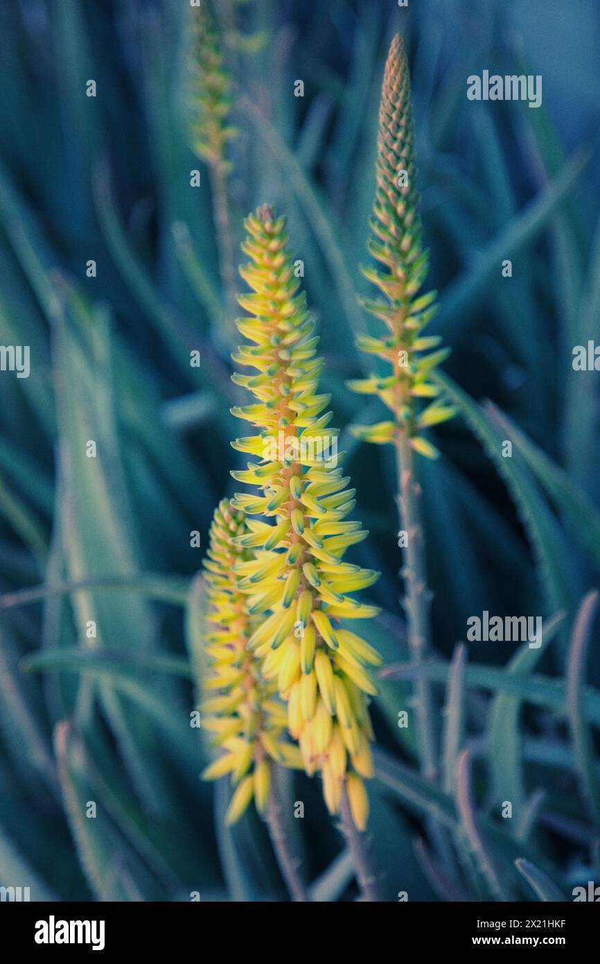 Yellow agave flower hi-res stock photography and images - Alamy