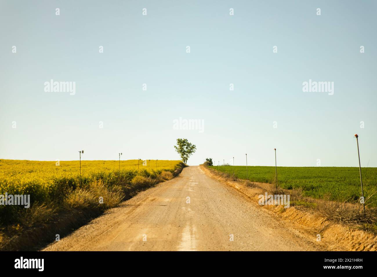Dirt road next to a beautiful yellow field and a green field Stock ...