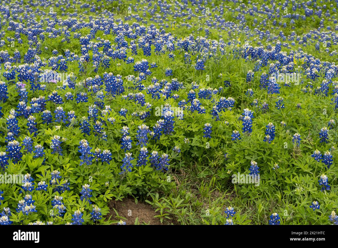 Bluebonnet Field in Texas Hill Country Stock Photo - Alamy