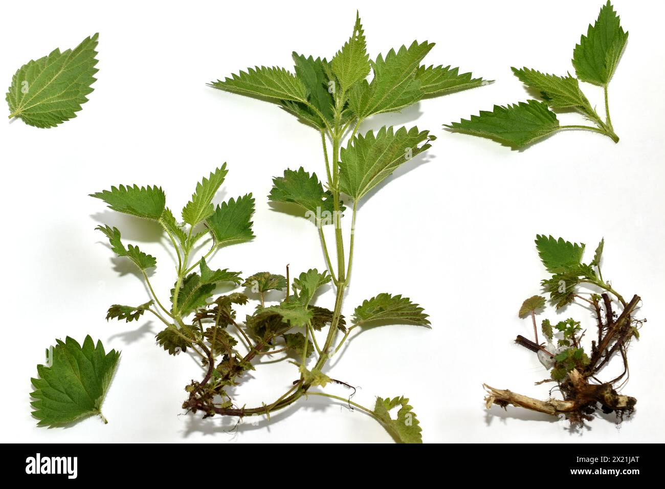 Stinging nettle, field herb. The picture shows the leaves of Stinging ...