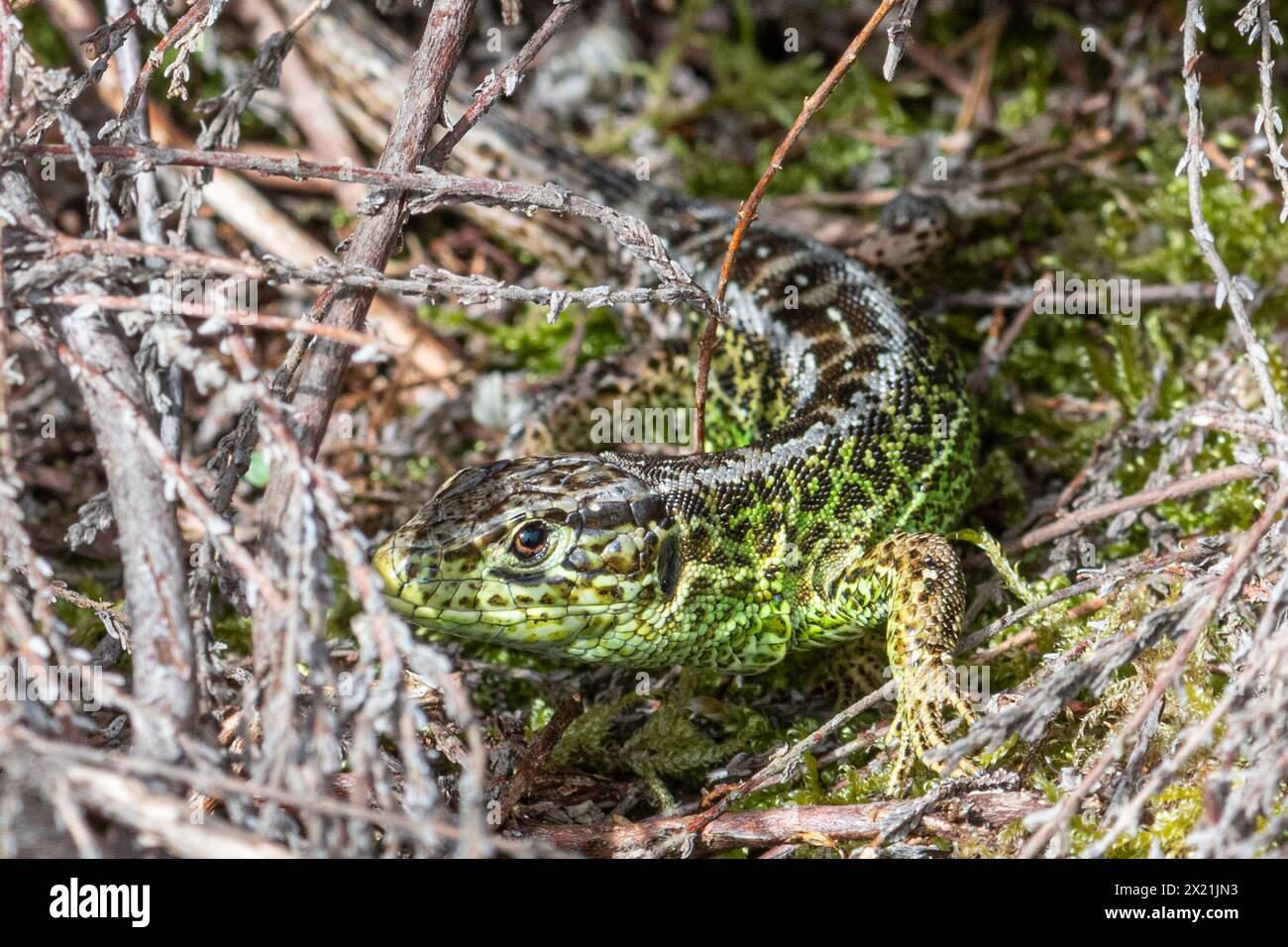 Male sand lizard (Lacerta agilis) with bright green flanks in spring ...