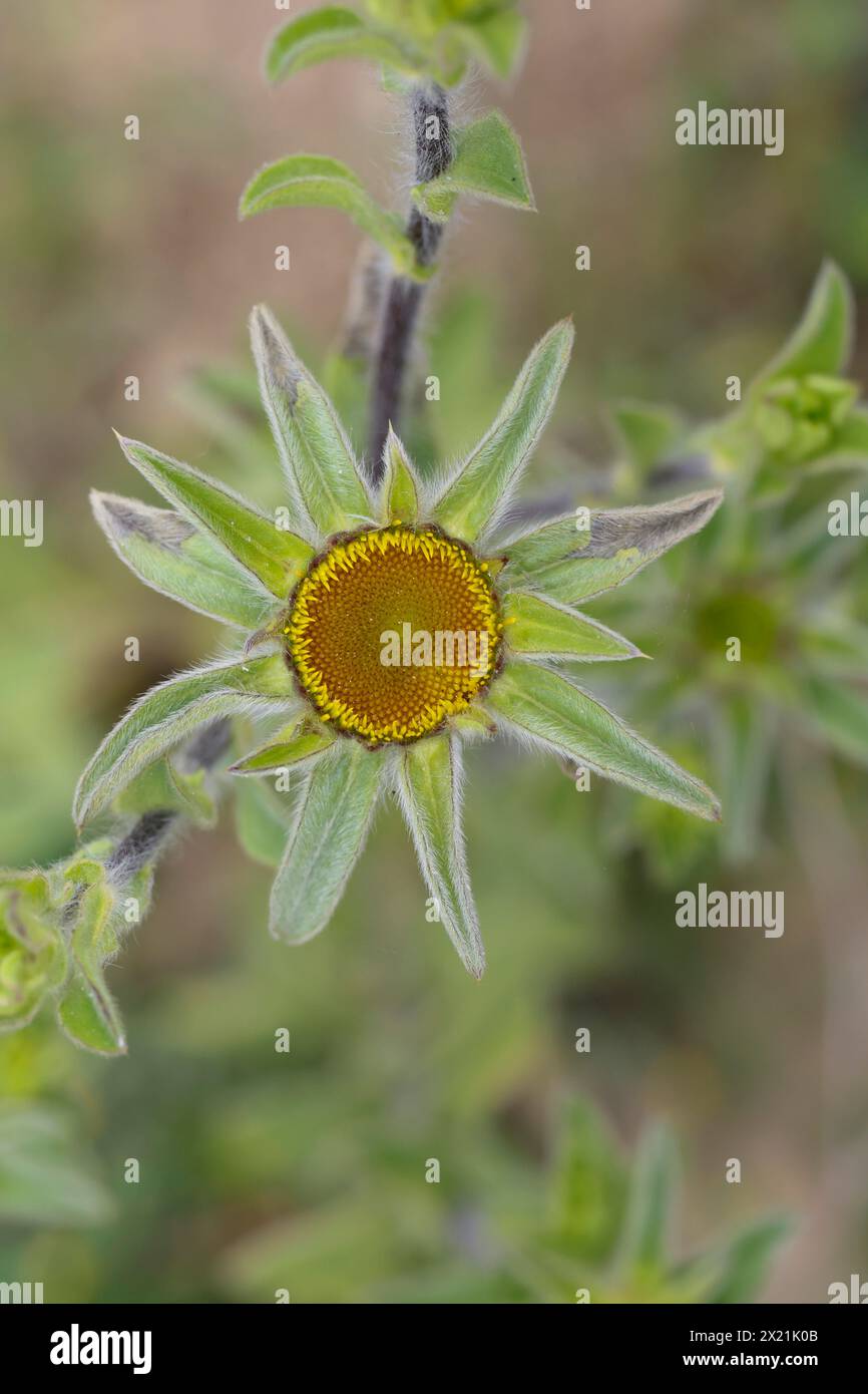 Spiny Fleabane, Spiny Golden Wort, Spiny Starwort, spiny golden star ...