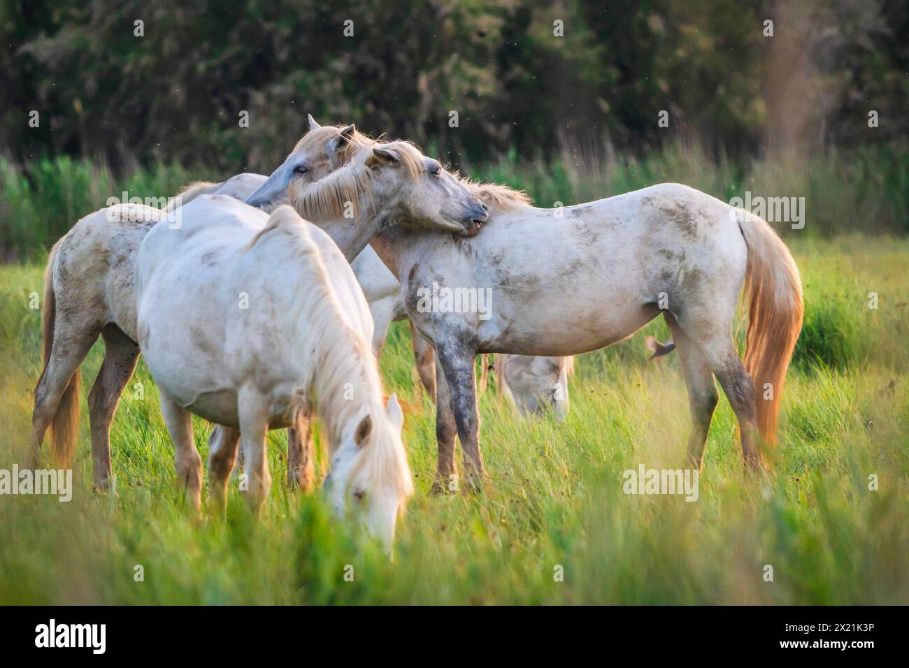 Camargue horse (Equus przewalskii f. caballus), small herd in a marsh ...