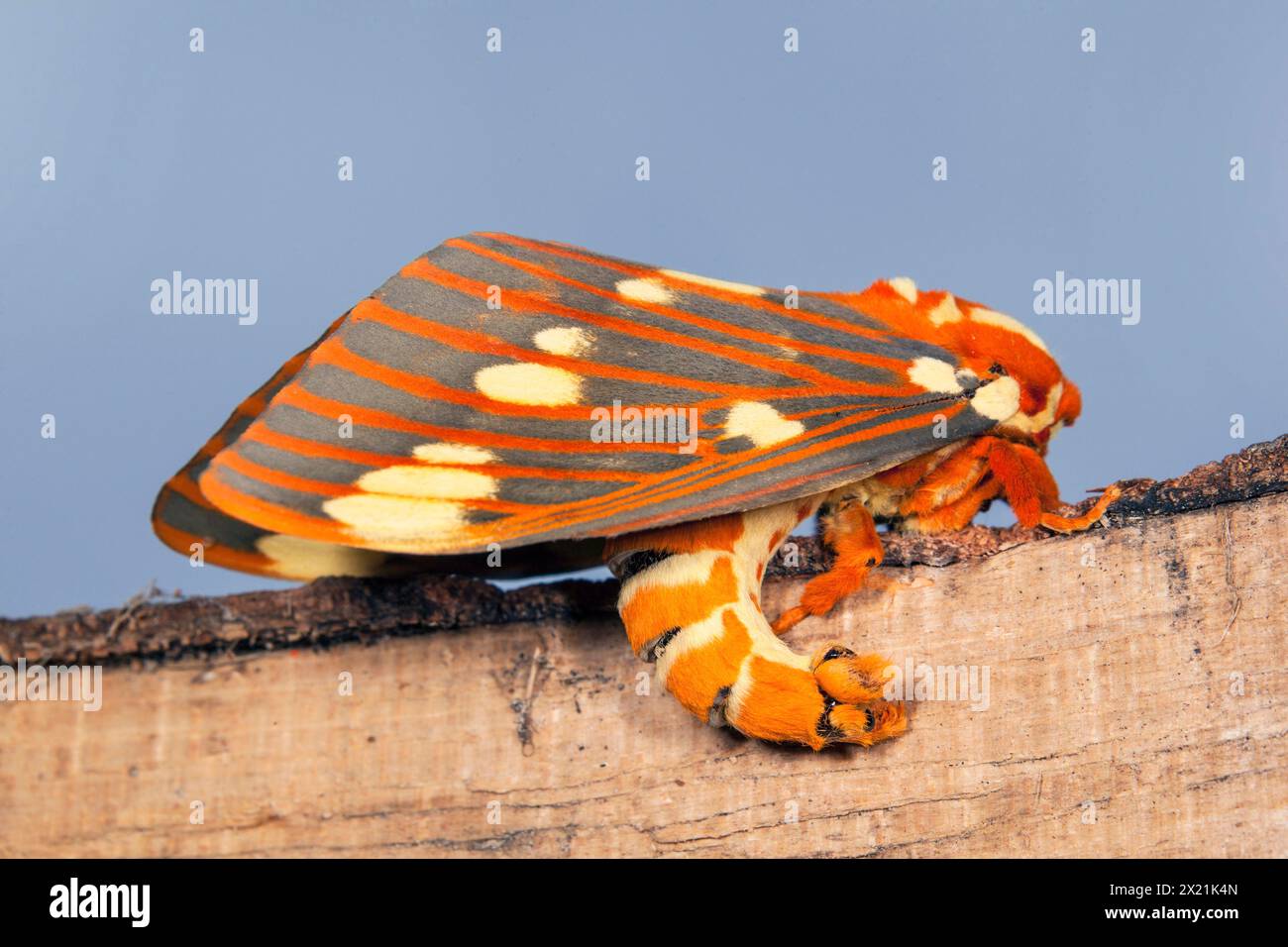 regal moth, regal walnut moth, royal walnut moth (Citheronia regalis), Saturniid from America ...