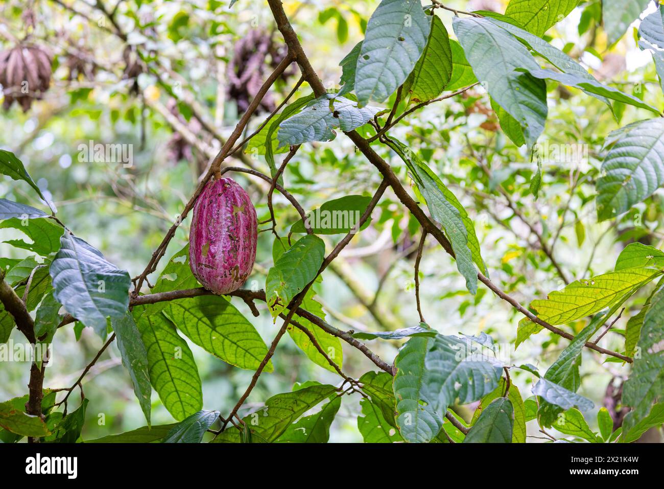 chocolate, cocoa tree (Theobroma cacao), Fruit and leaves in the ...