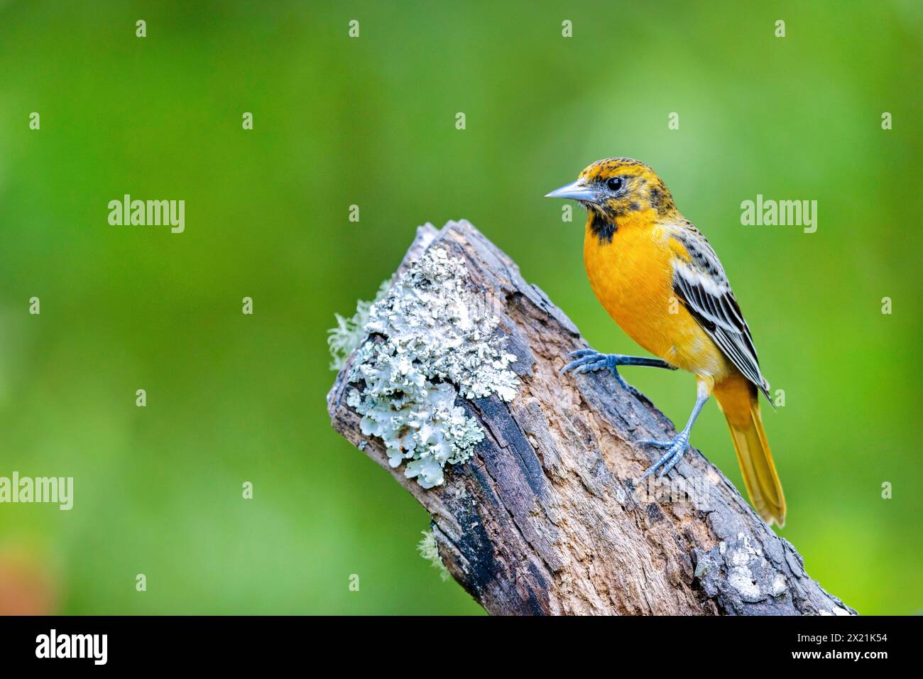 northern oriole (Icterus galbula), young male sitting on a tree stump ...