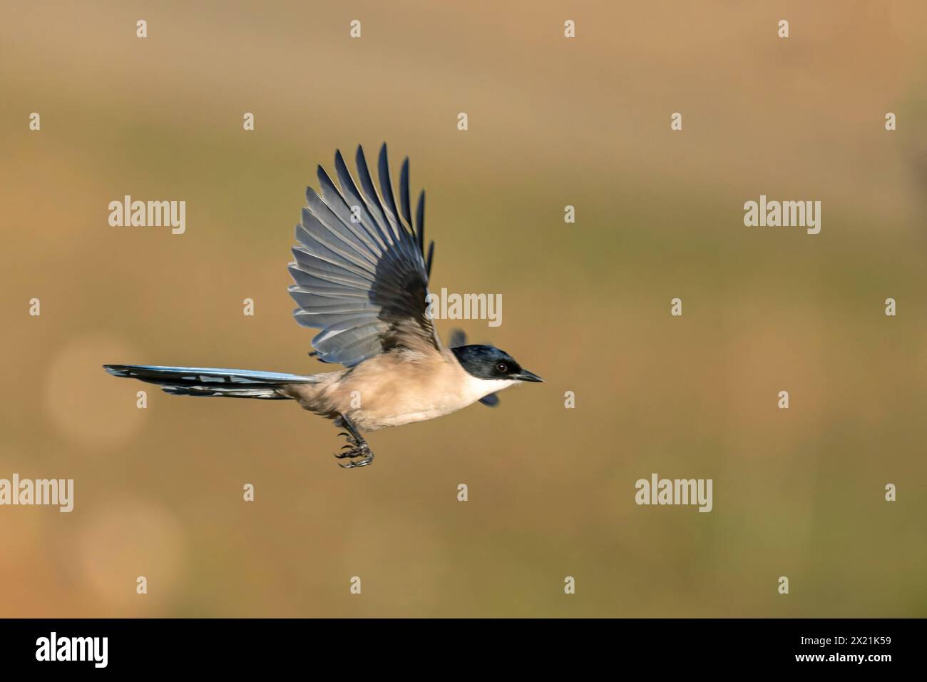 azure-winged magpie (Cyanopica cyanus, Cyanopica cyana), in flight ...