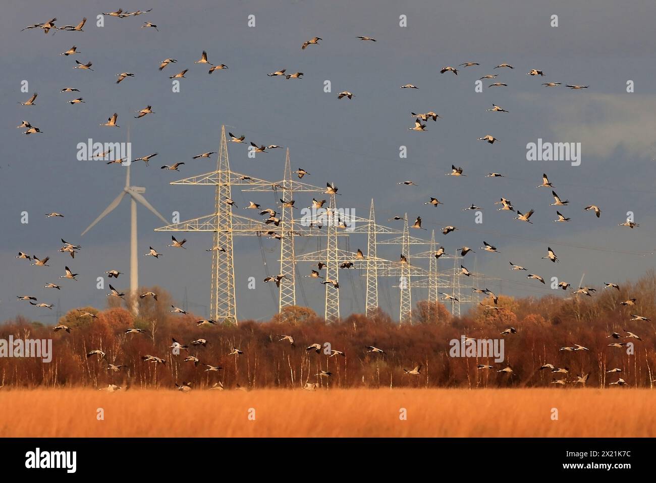 Common crane, Eurasian Crane (Grus grus), flock in flight, Netherlands ...