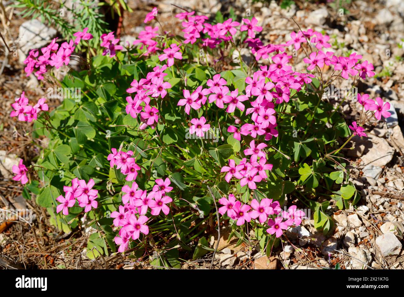 Pink-sorrel, Windowbox wood-sorrel (Oxalis articulata), blooming ...