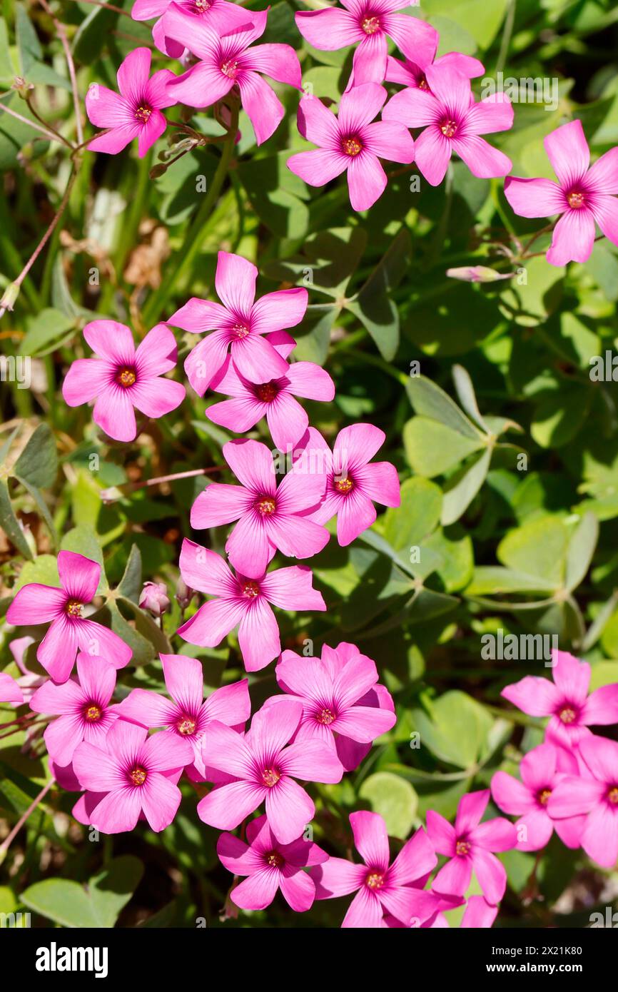 Pink-sorrel, Windowbox wood-sorrel (Oxalis articulata), blooming ...