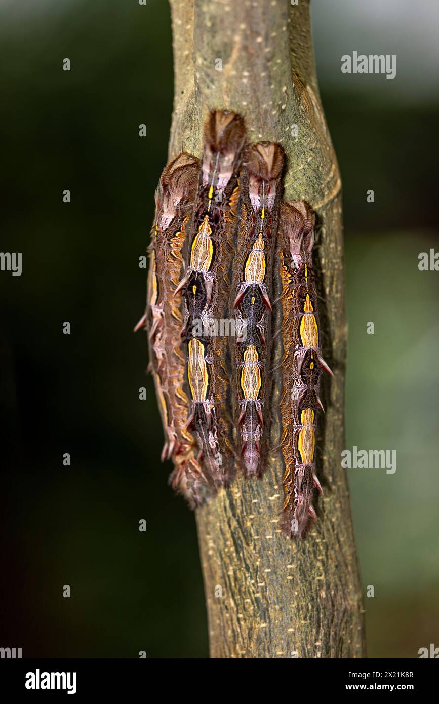 blue morpho, Peleides blue morpho, common morpho, the emperor (Morpho ...