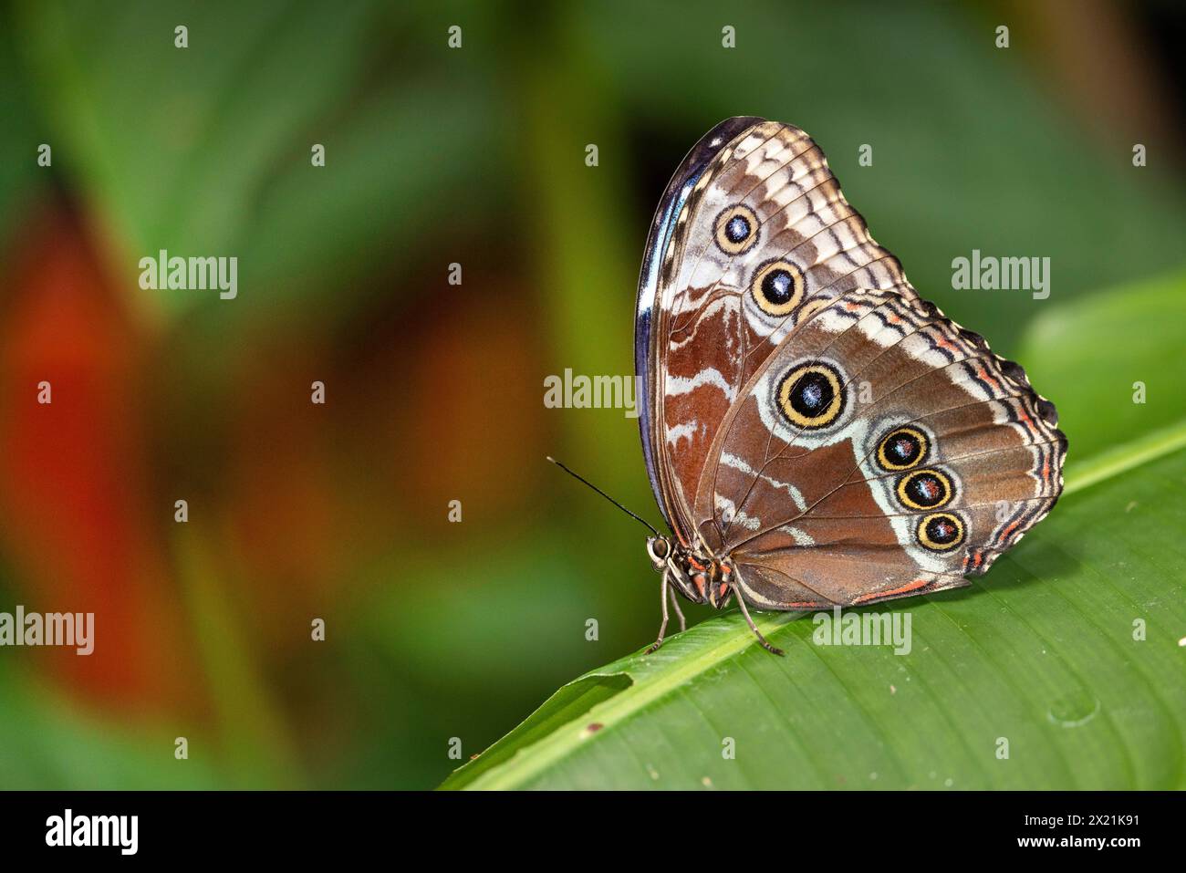 blue morpho, Peleides blue morpho, common morpho, the emperor (Morpho ...