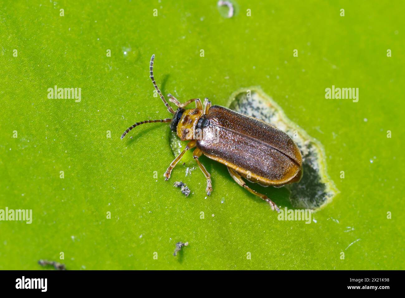 waterlily leaf beetle, water lily leaf beetle, waterlily beetle, water ...