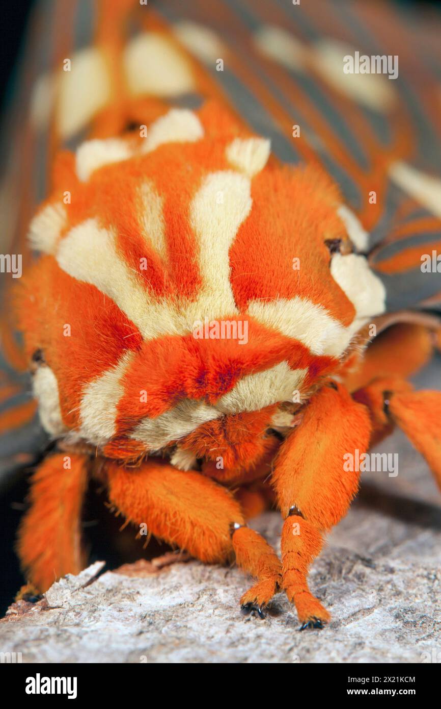 regal moth, regal walnut moth, royal walnut moth (Citheronia regalis ...