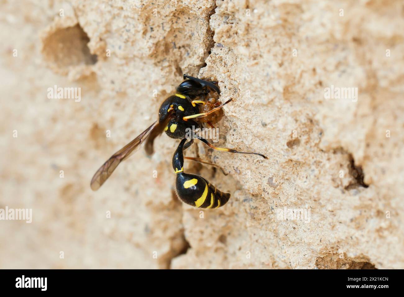 potter wasp, mason wasp (Eumenes spec.), closing the nesting tube with ...