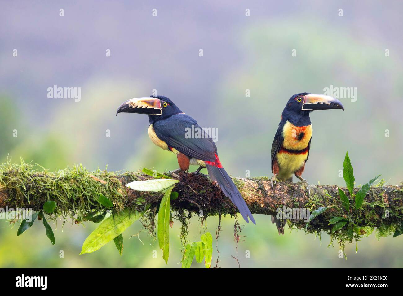 collared aracari (Pteroglossus torquatus), two toucans sitting on a ...