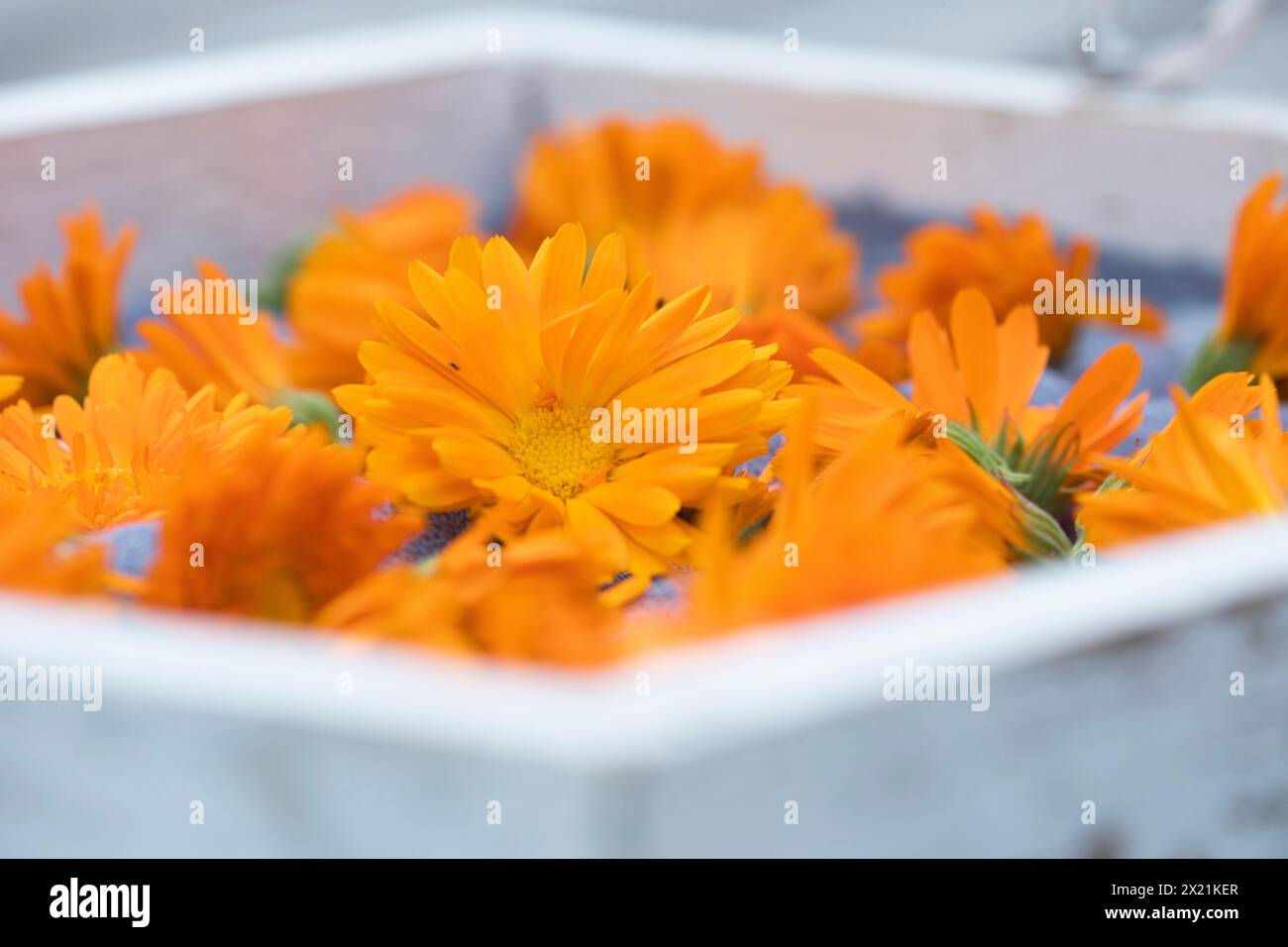 garden-pot marigold, pot marigold, common marigold, ruddles, Mary's ...