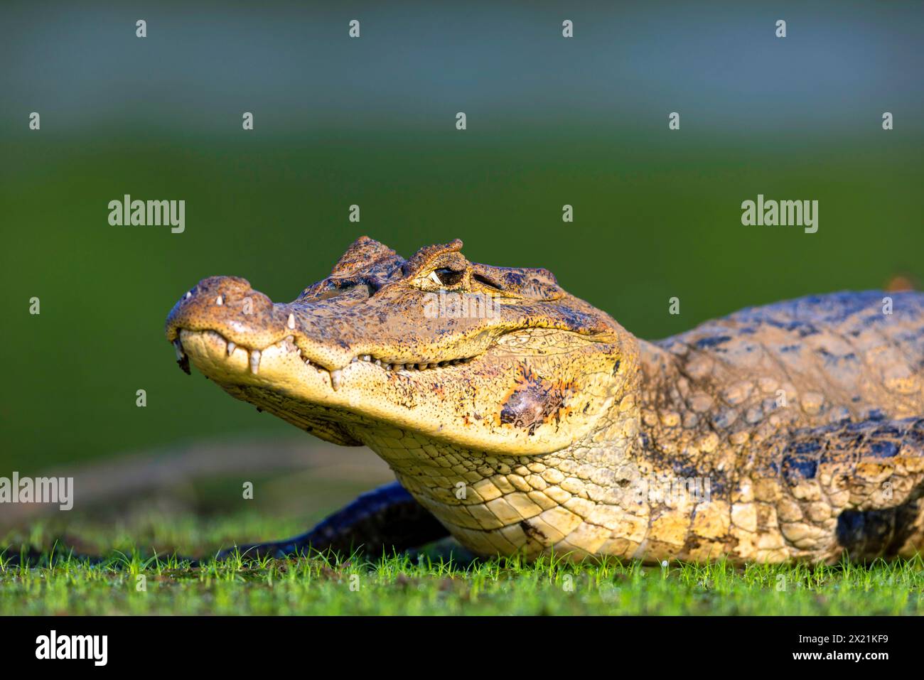 spectacled caiman (Caiman crocodilus), portrait, Costa Rica, Cano Negro Stock Photo - Alamy
