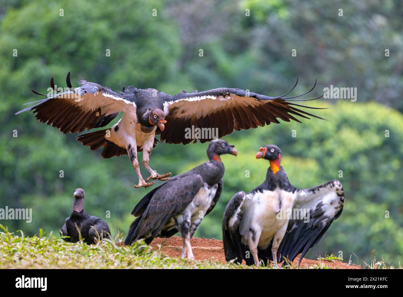 King vulture young hi-res stock photography and images - Alamy