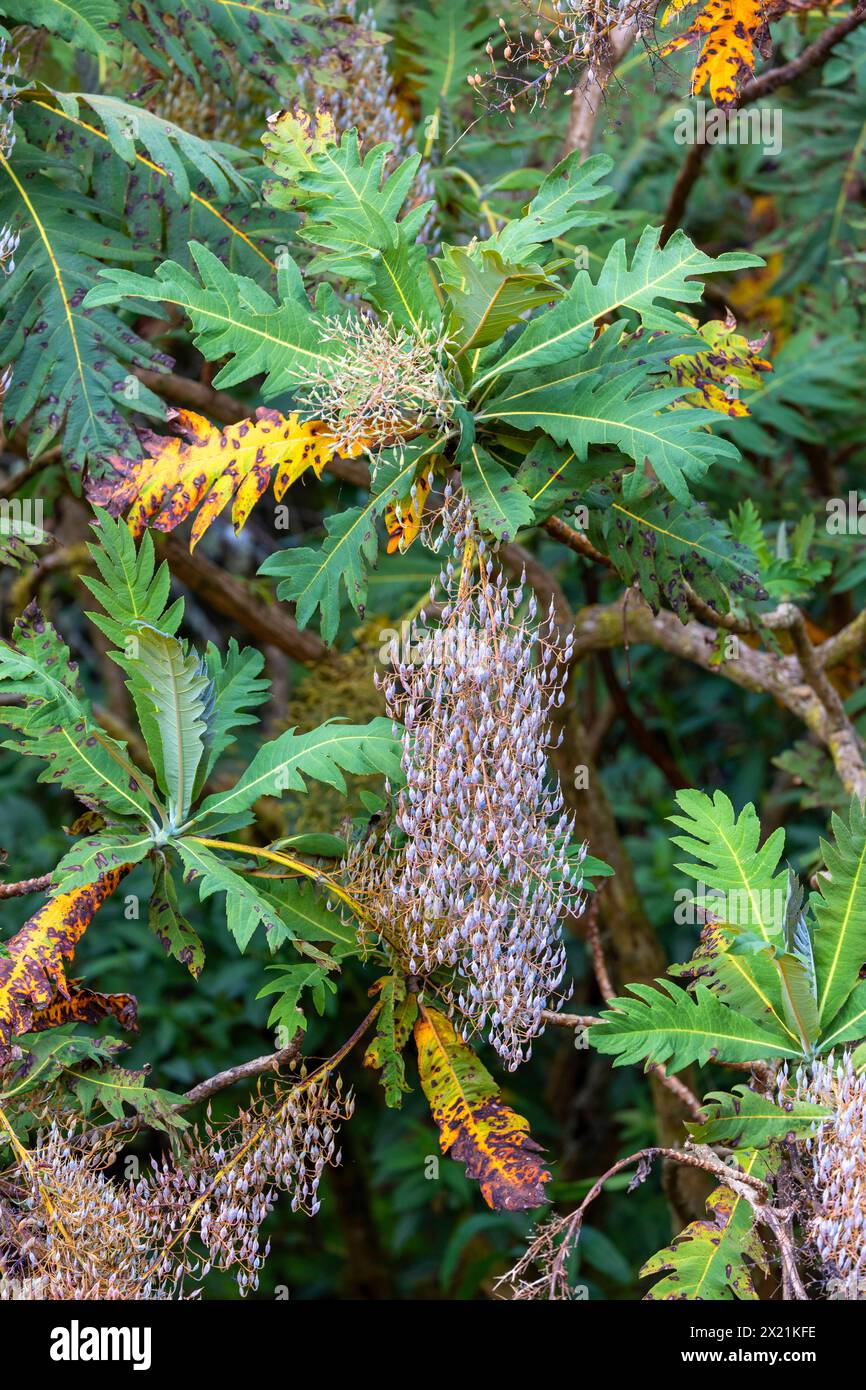 Parrotweed, Plume poppy, Tree poppy, Tree celandine, Sea oxeye daisy ...