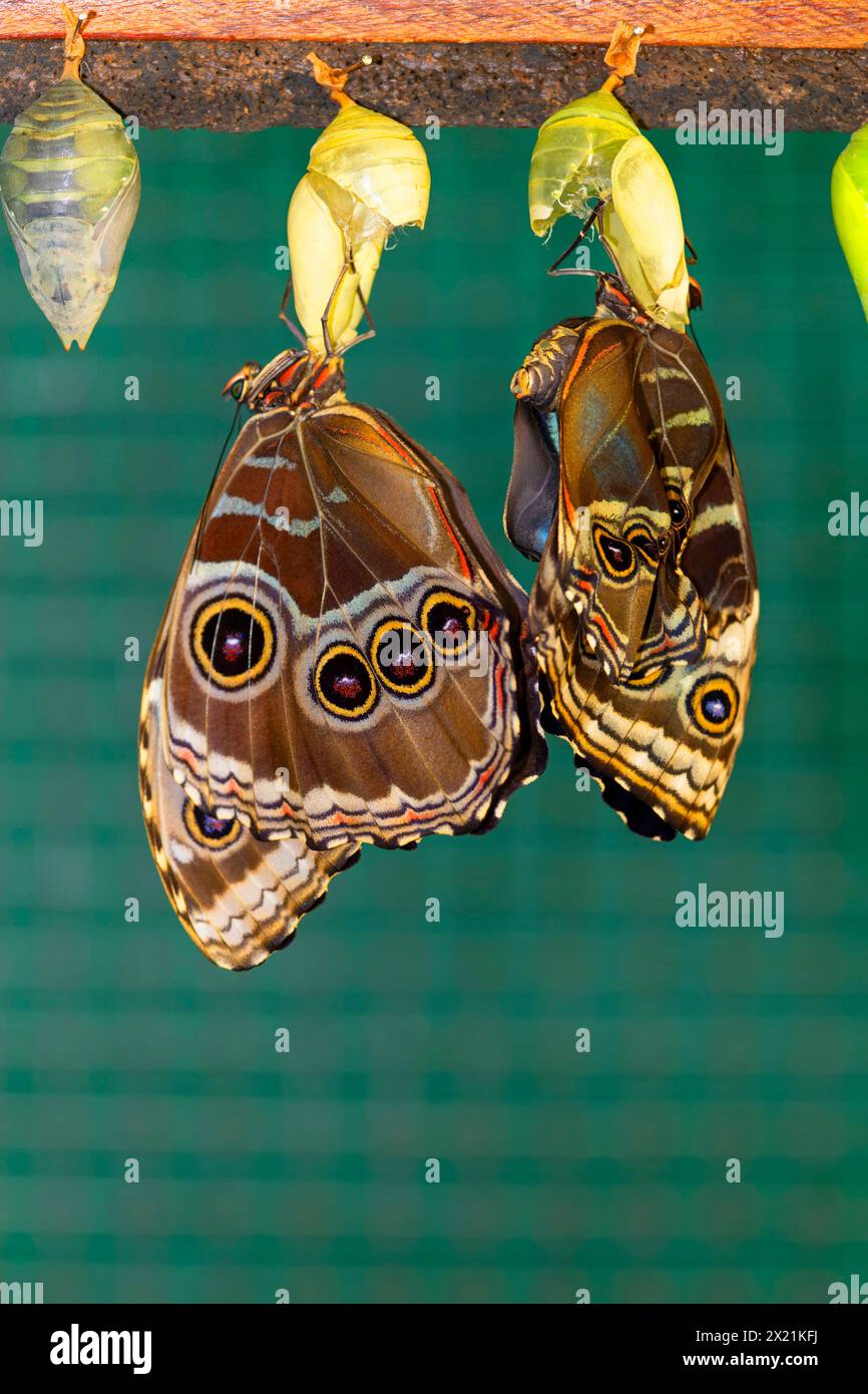 blue morpho, Peleides blue morpho, common morpho, the emperor (Morpho ...