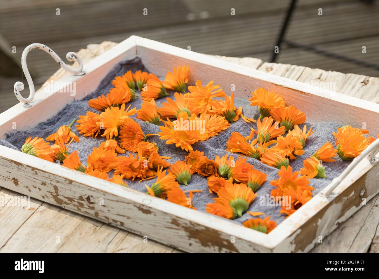 garden-pot marigold, pot marigold, common marigold, ruddles, Mary's ...