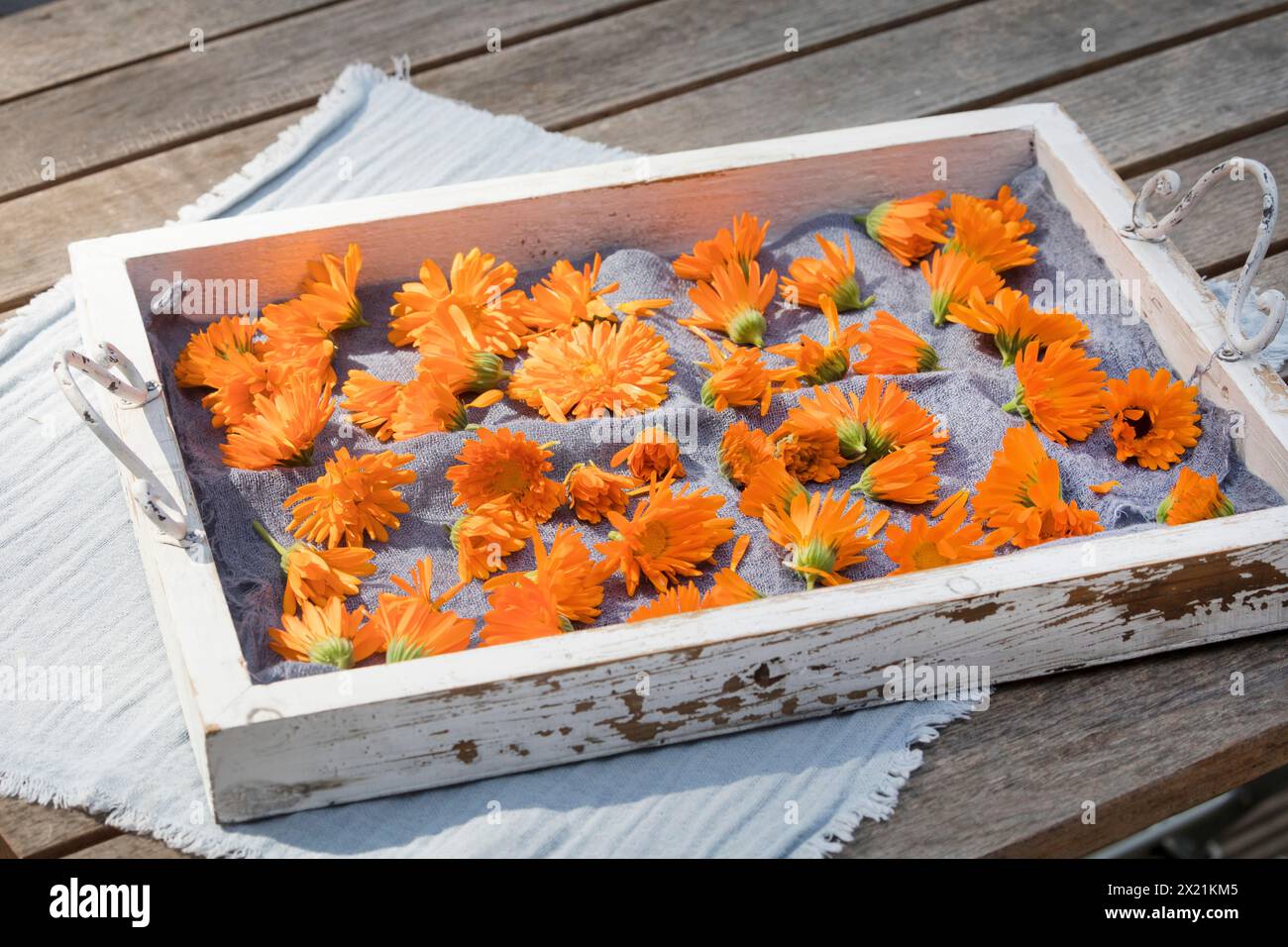 garden-pot marigold, pot marigold, common marigold, ruddles, Mary's ...