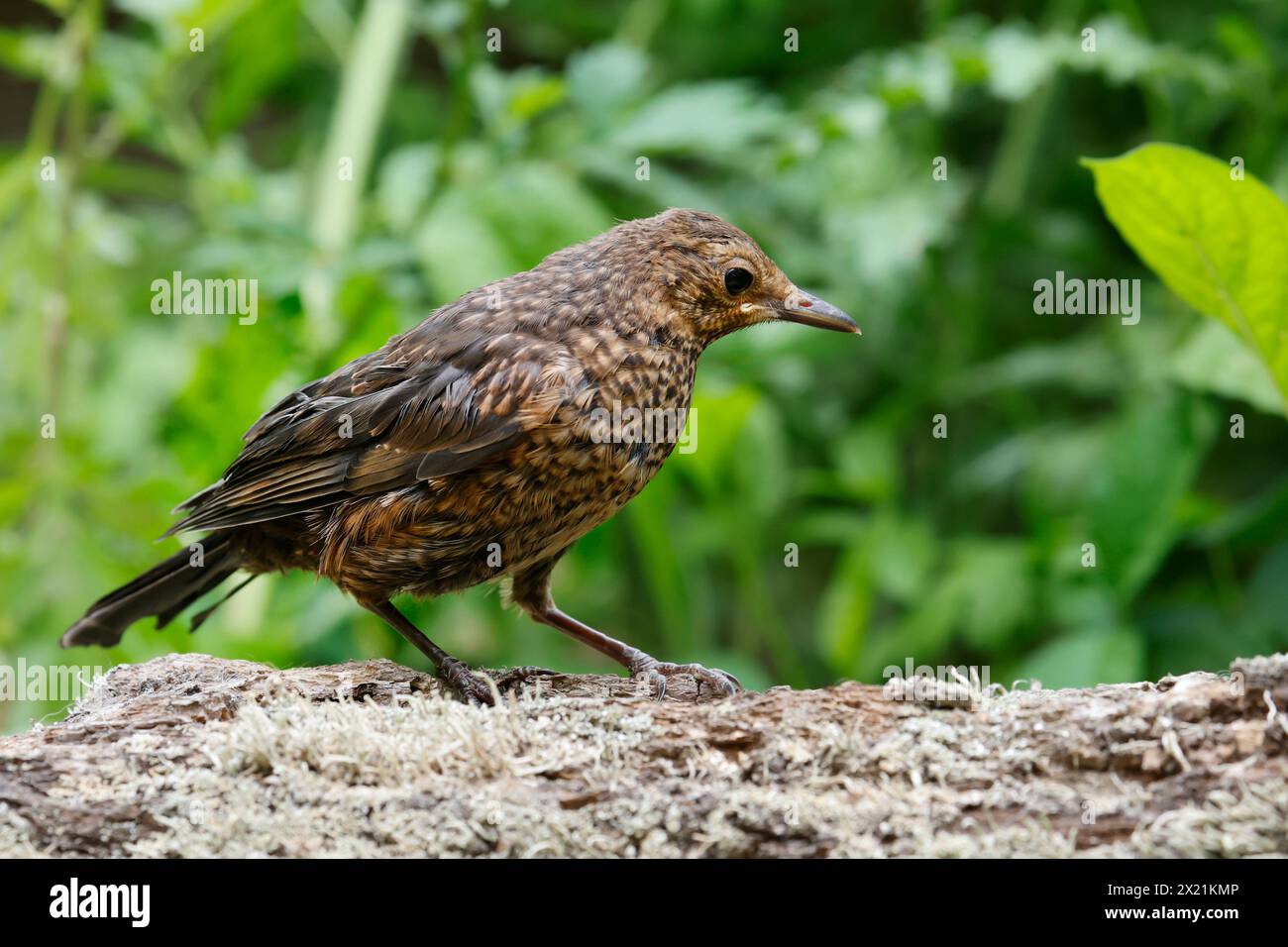 blackbird (Turdus merula), squeaker perching on lichened bark, side ...