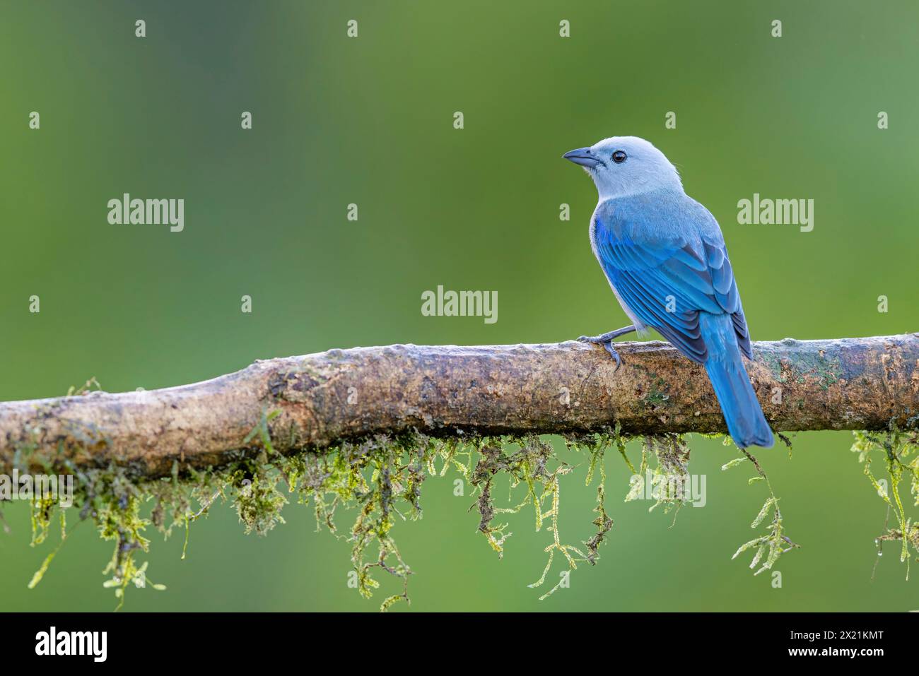 blue-grey tanager (Thraupis episcopus, Tangara episcopus), sits on a ...