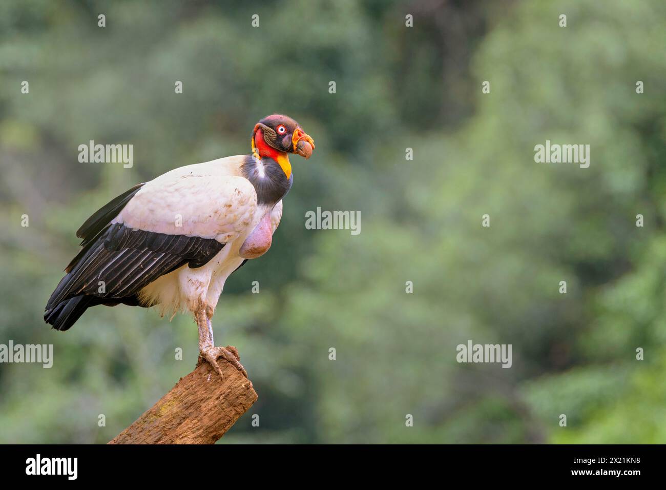 king vulture (Sarcorhamphus papa), standing on a dead tree, side view ...
