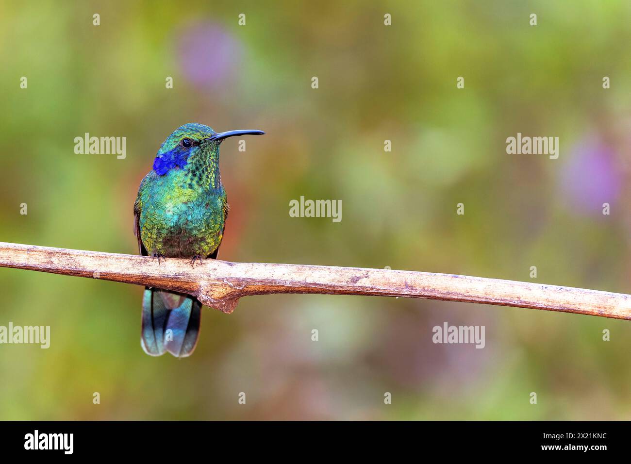 lesser violetear, mountain violet-ear (Colibri cyanotus), sits on a ...