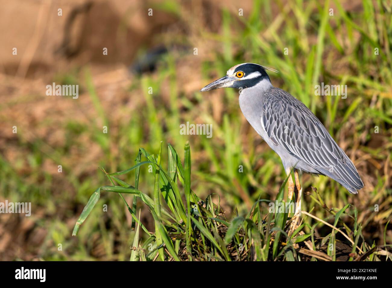Yellow-crowned night heron, Crowned Night Heron (Nycticorax violaceus ...