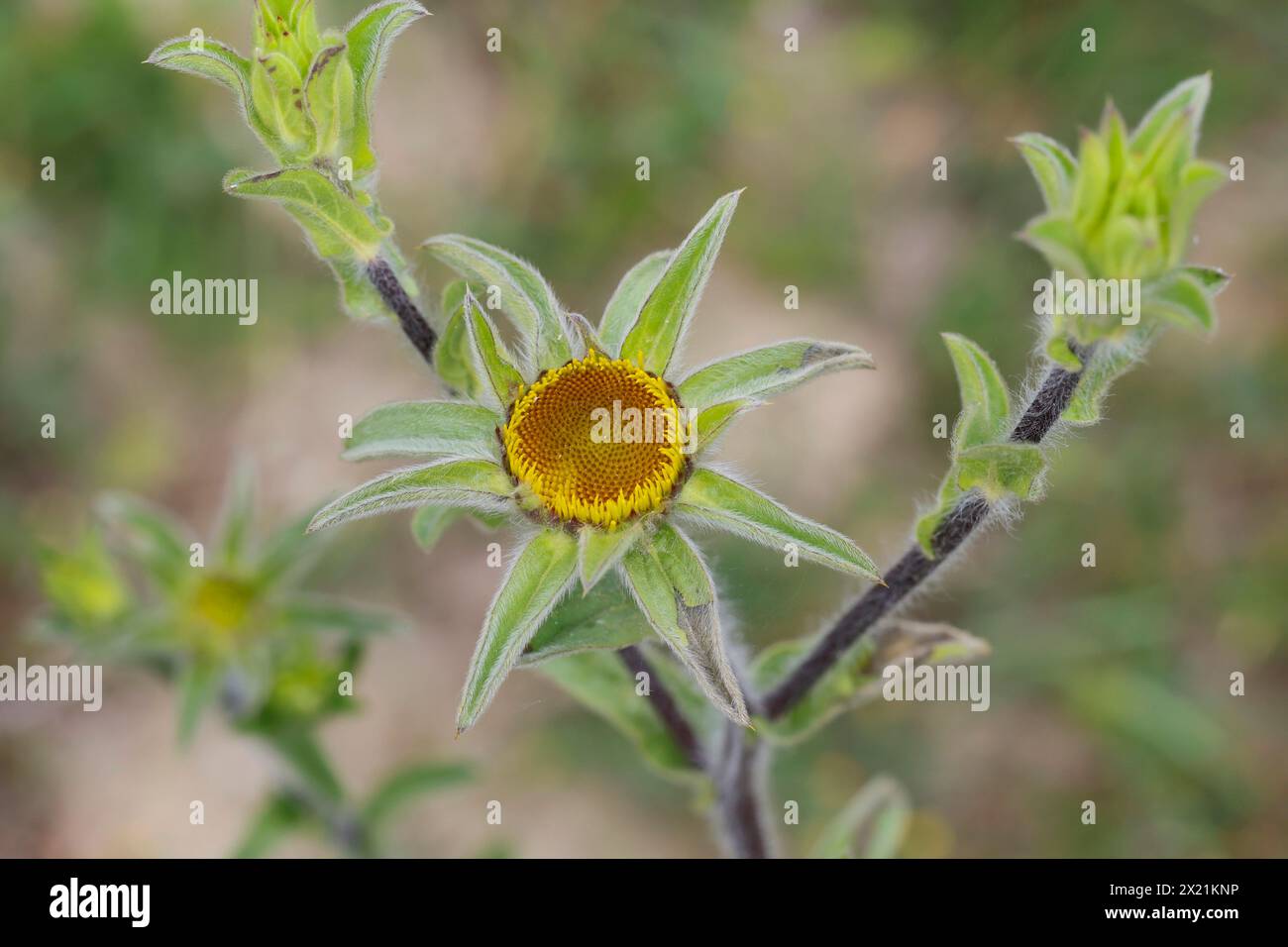 Spiny golden stars hi-res stock photography and images - Alamy
