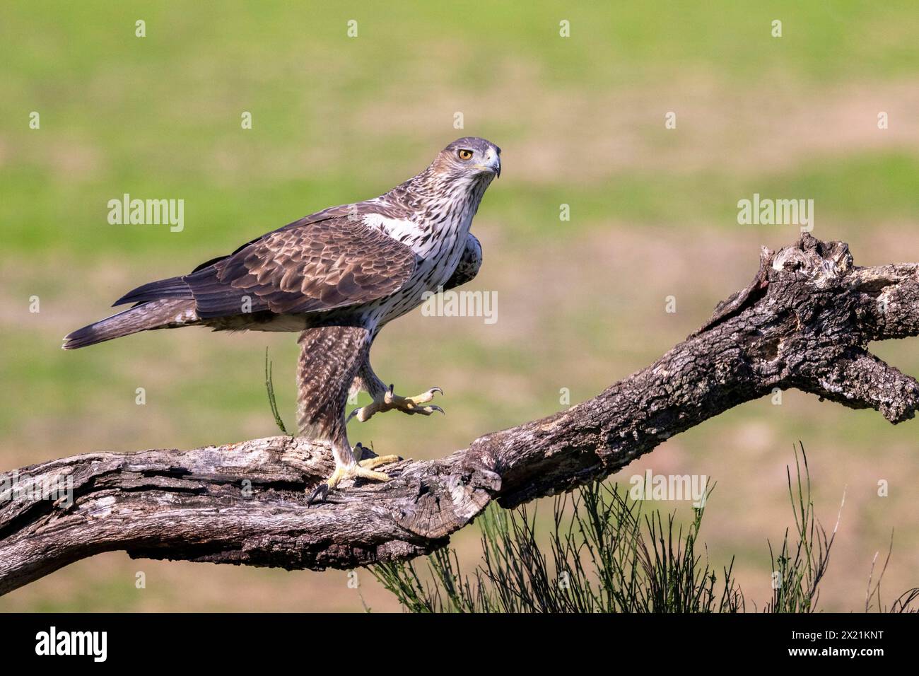 Bonellis eagle, Bonelli's Eagle (Hieraaetus fasciatus, Aquila fasciata ...