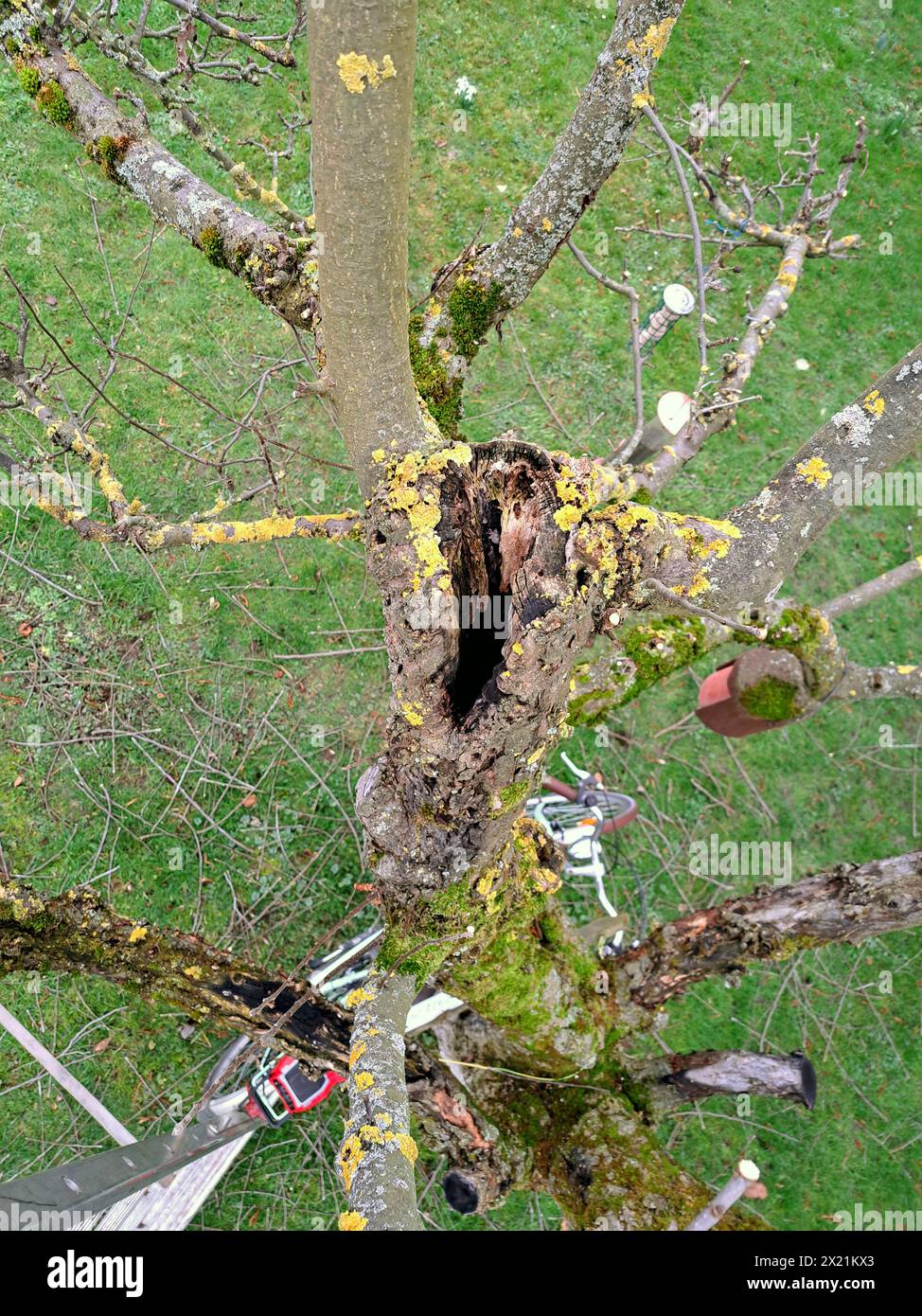 apple tree (Malus domestica), view from above into the rotting trunk of ...