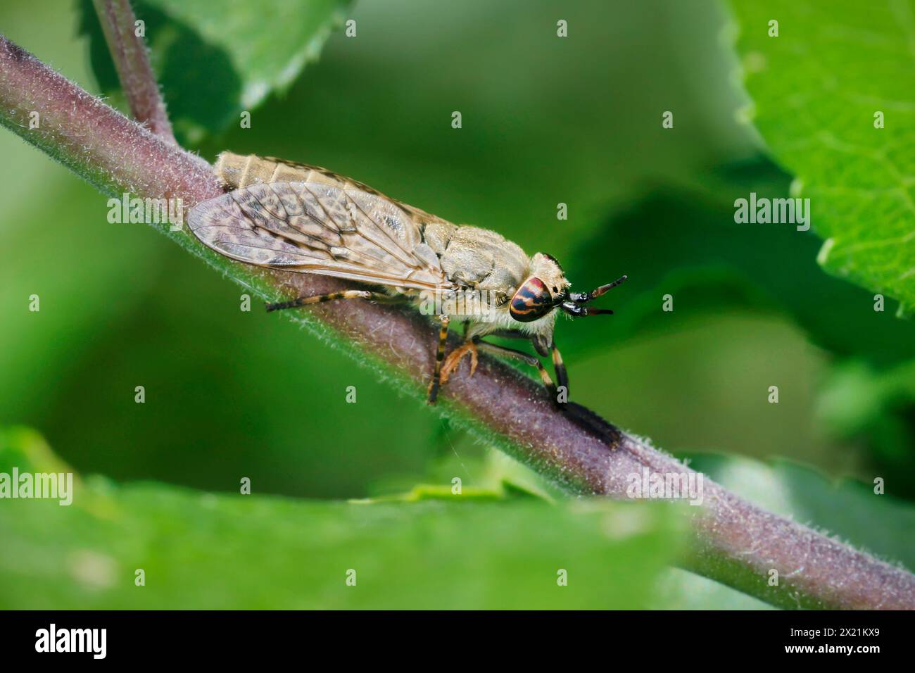Common Horse Fly, Horse Fly, Notch-horned Cleg Fly, cleg-fly, cleg ...