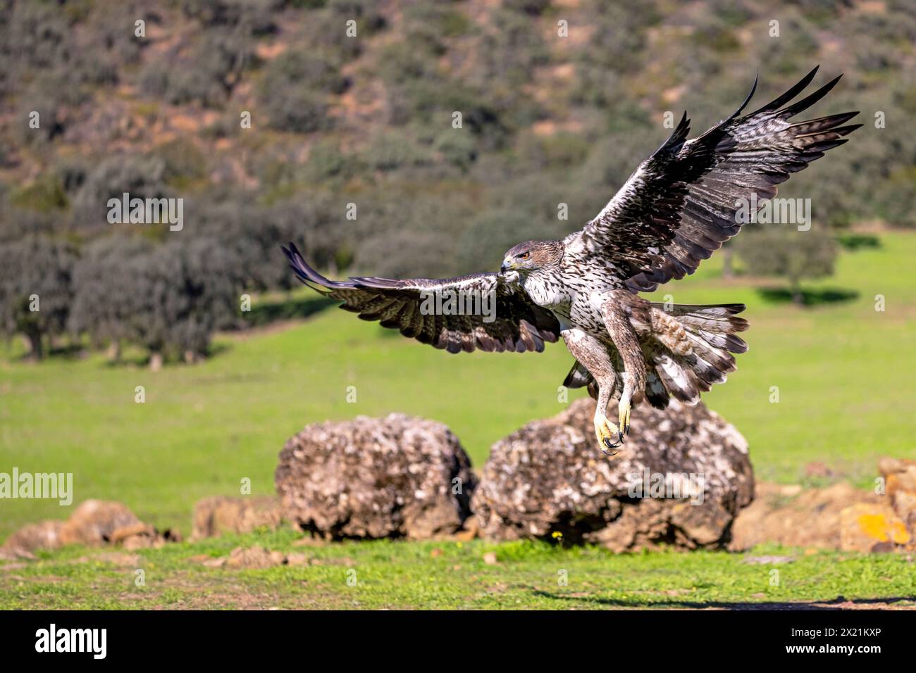 Bonellis eagle, Bonelli's Eagle (Hieraaetus fasciatus, Aquila fasciata ...