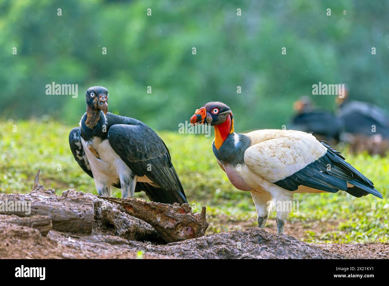 Young king vulture in costa rica hi-res stock photography and images ...