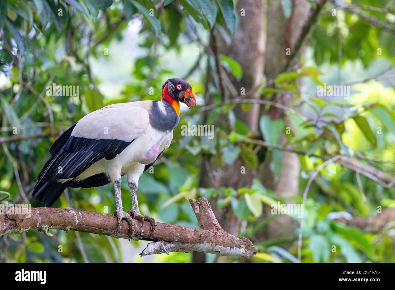 king vulture (Sarcoramphus papa), standing on a branch in the rain ...